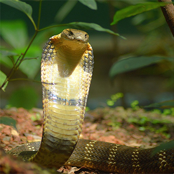 Parassinikkadavu Snake Park
